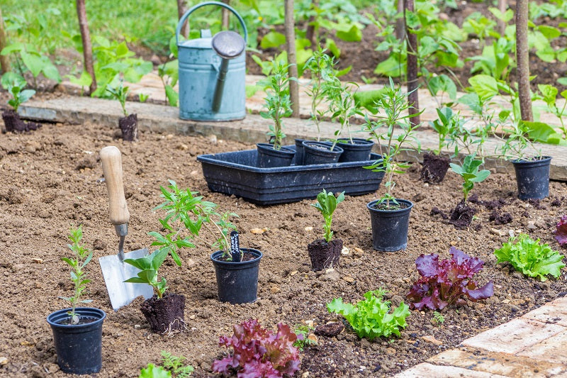 ‘How to’? Create an Instant Vegetable Garden– Perrywood