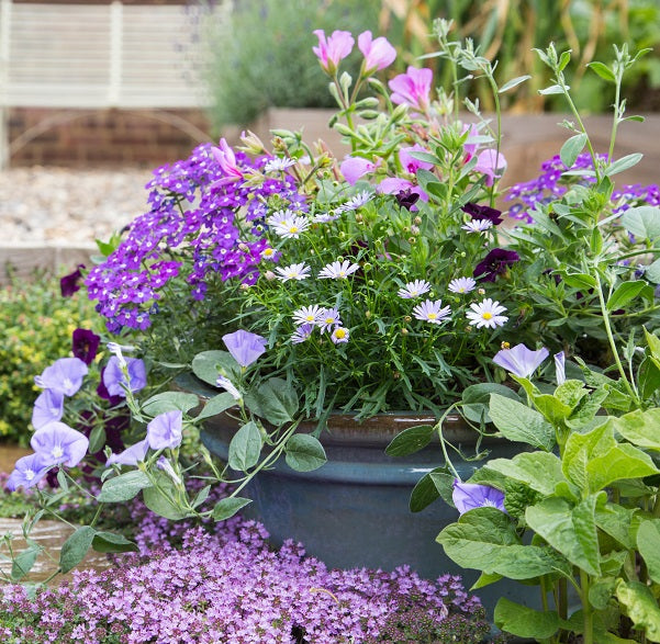 ‘How to’? Plant Your Flower Pot– Perrywood