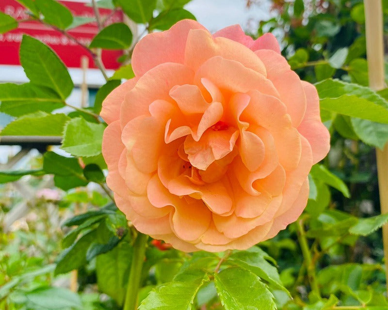 Our team shares their favourite roses– Perrywood