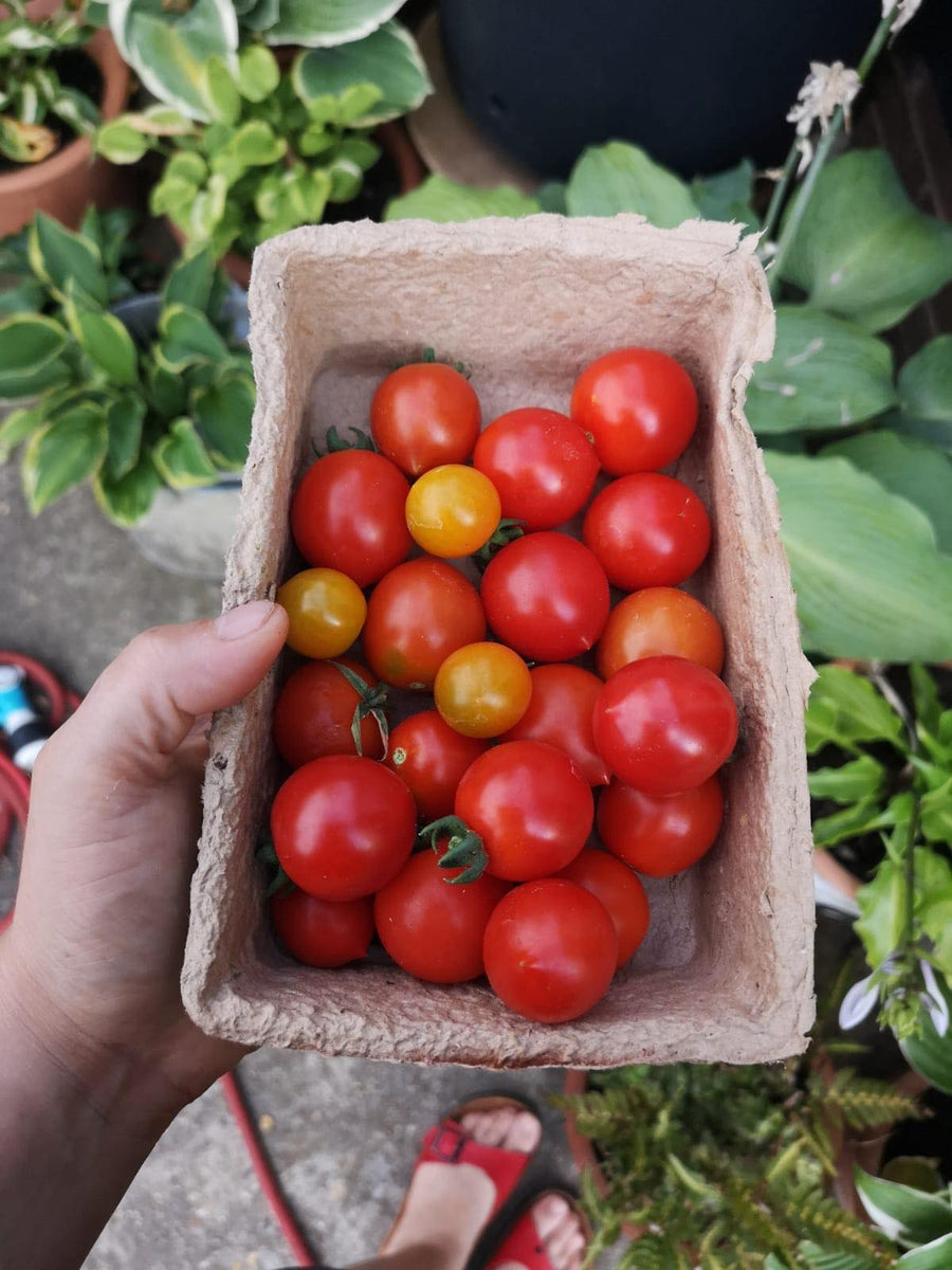 ‘How to’? Sow tomatoes from pips– Perrywood