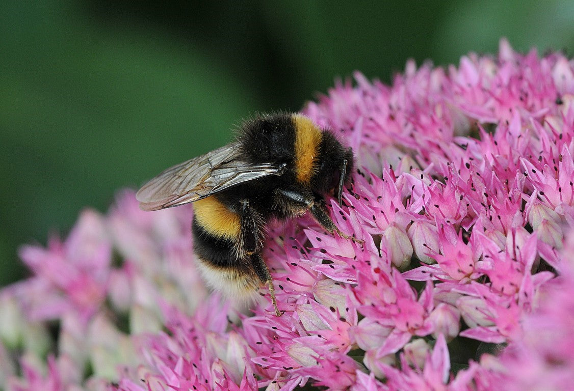 Easy ways to attract insects to your garden– Perrywood