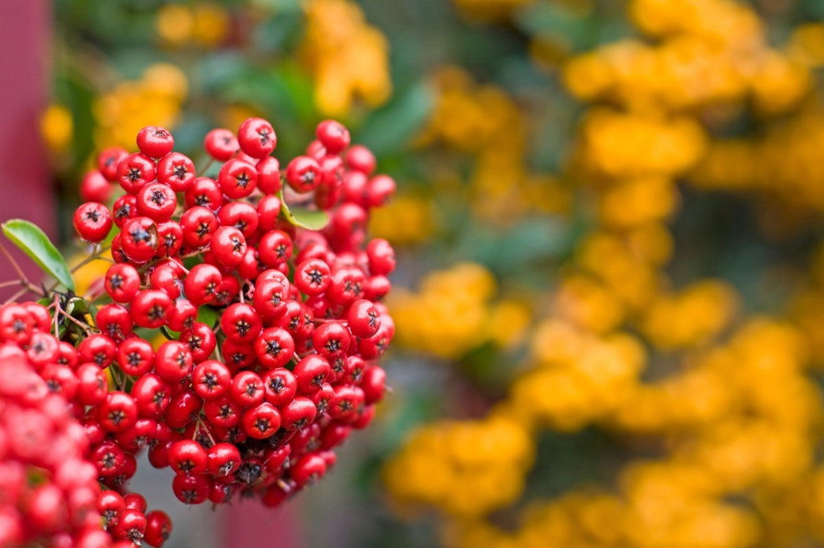 Autumn garden: Choose plants for colour, texture and structure– Perrywood
