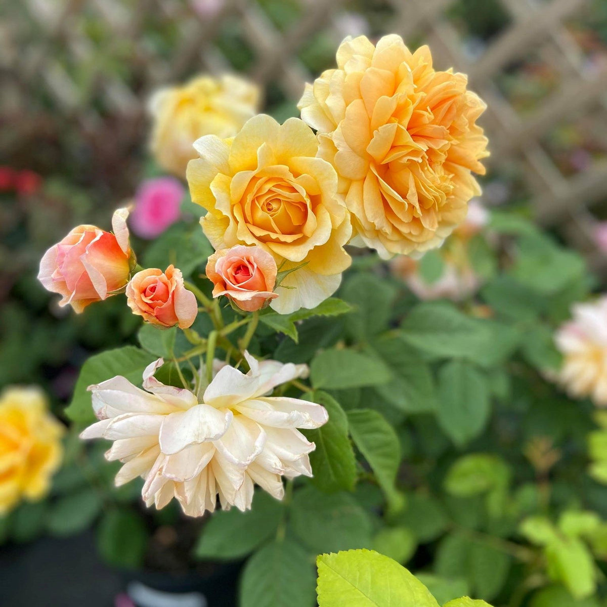 ‘How to’? Remember a Loved One with a Plant– Perrywood