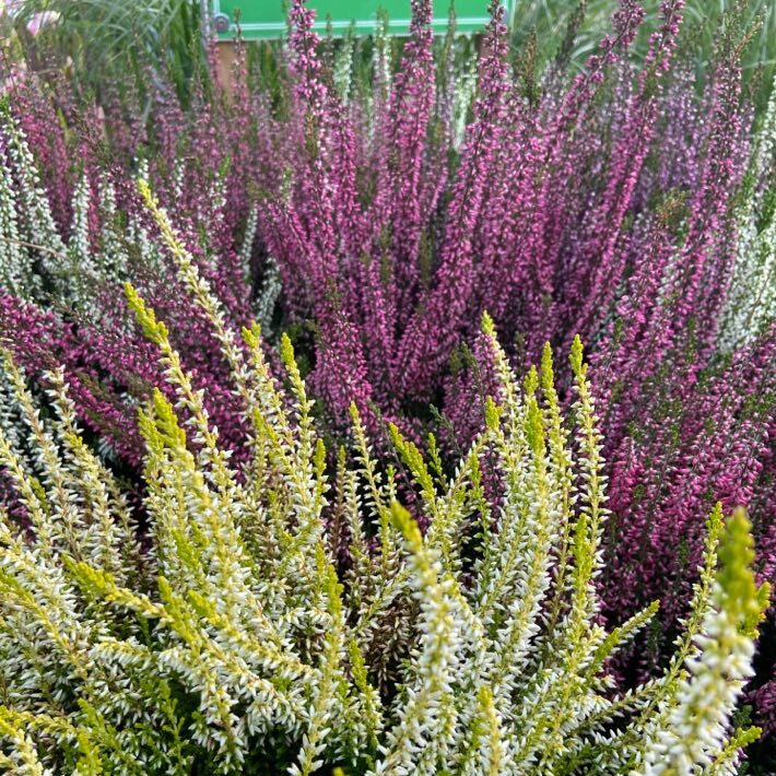 ‘How to’? Choose Heather for long lasting colour and interest– Perrywood