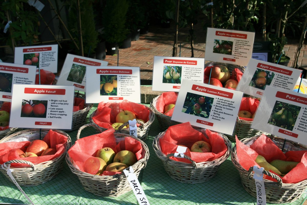 ‘How to’? Choose the right apple tree for your garden– Perrywood