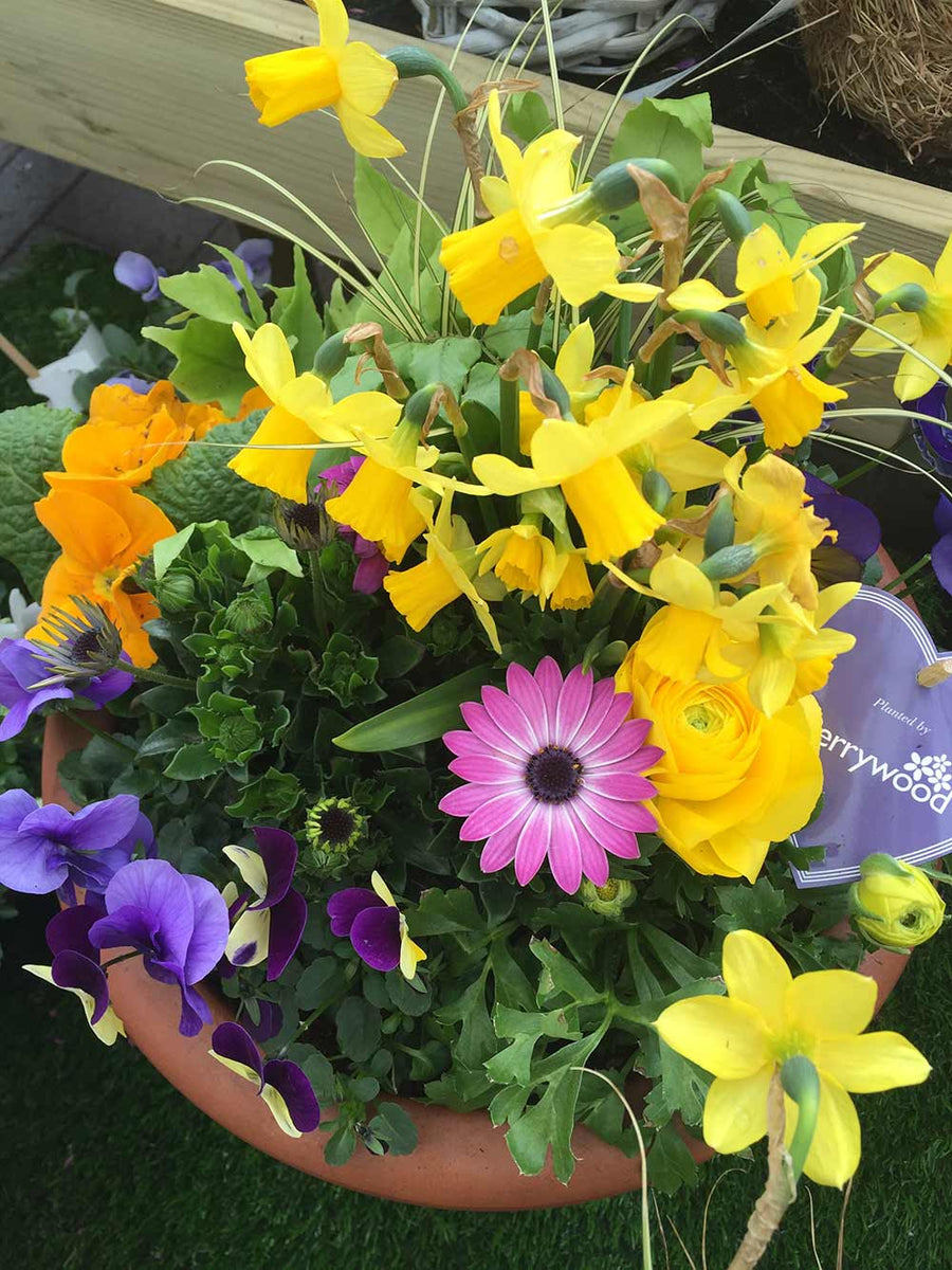 ‘How to’? Make your own Spring Planted Container– Perrywood