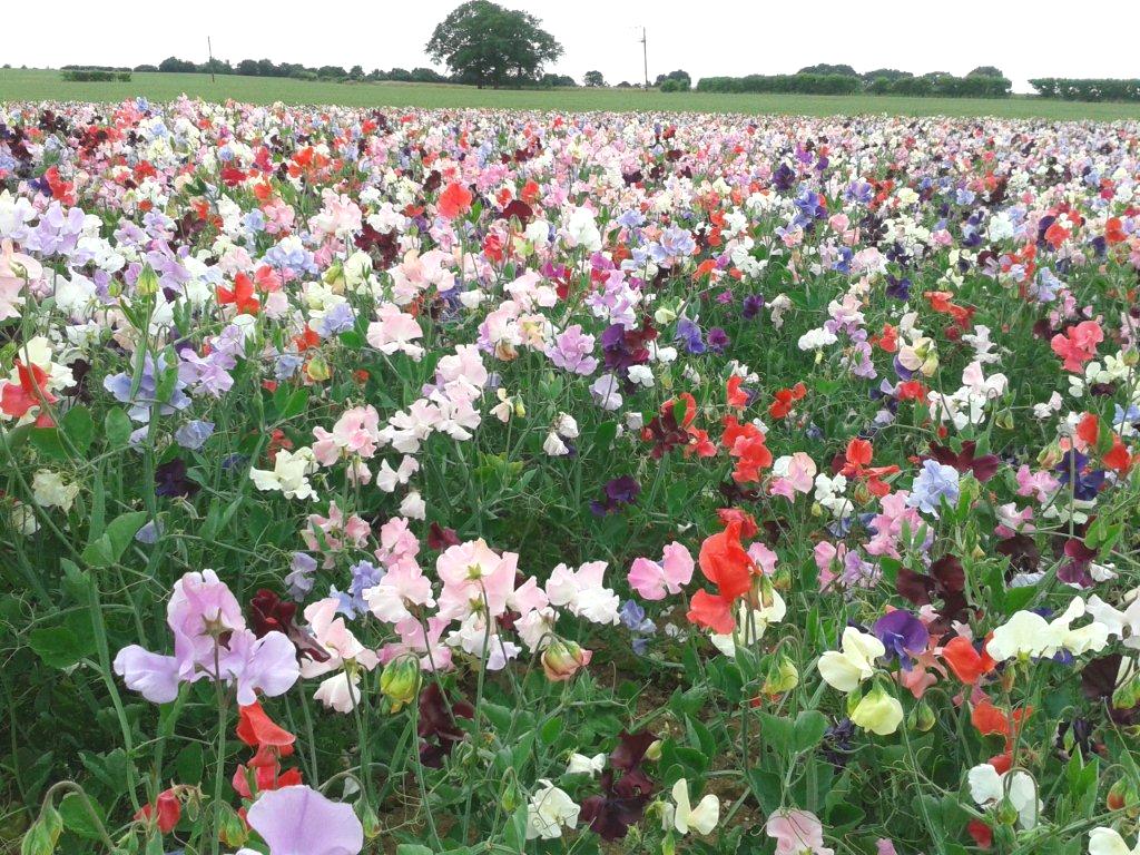 ‘How to’? Grow Sweet Peas in Your Garden– Perrywood