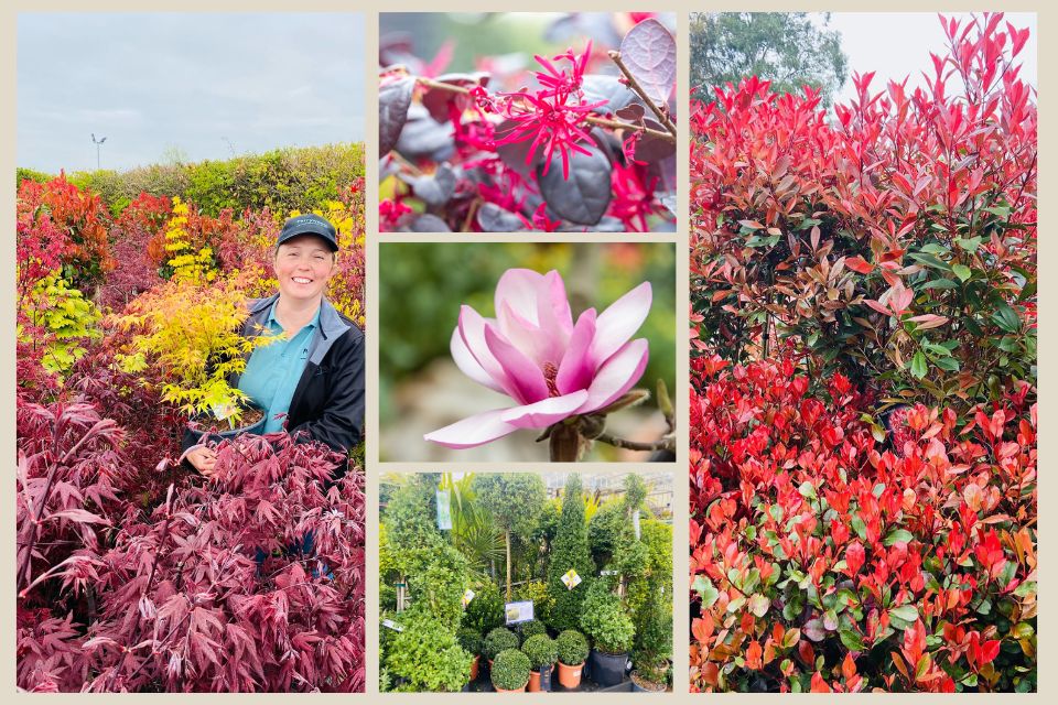 Bank Holiday Weekend Bloom Deal– Perrywood