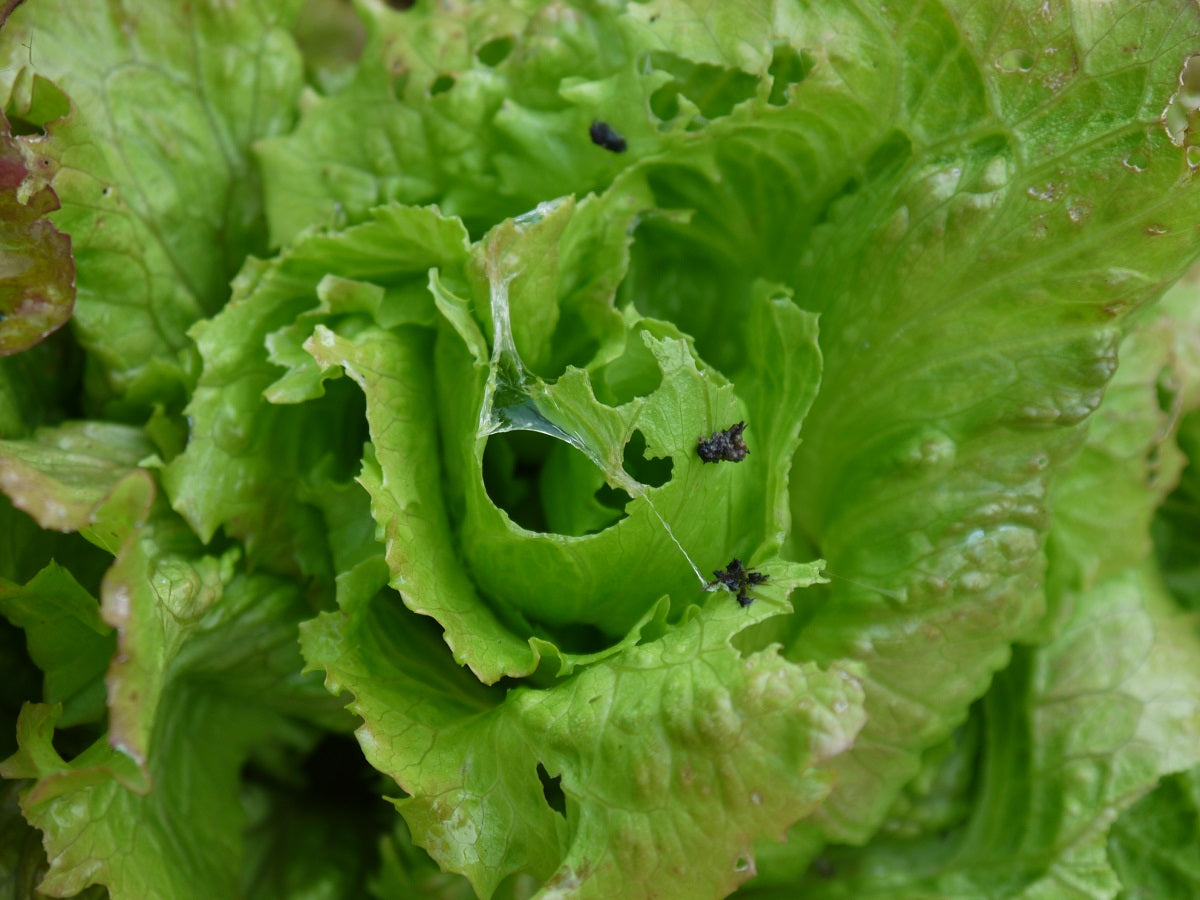 Dealing with pesky pests– Perrywood