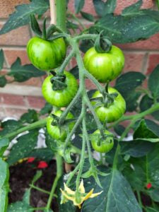 ‘How to’? Grow your own tomatoes– Perrywood