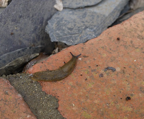 ‘How to’? Battle Slugs in Your Garden– Perrywood