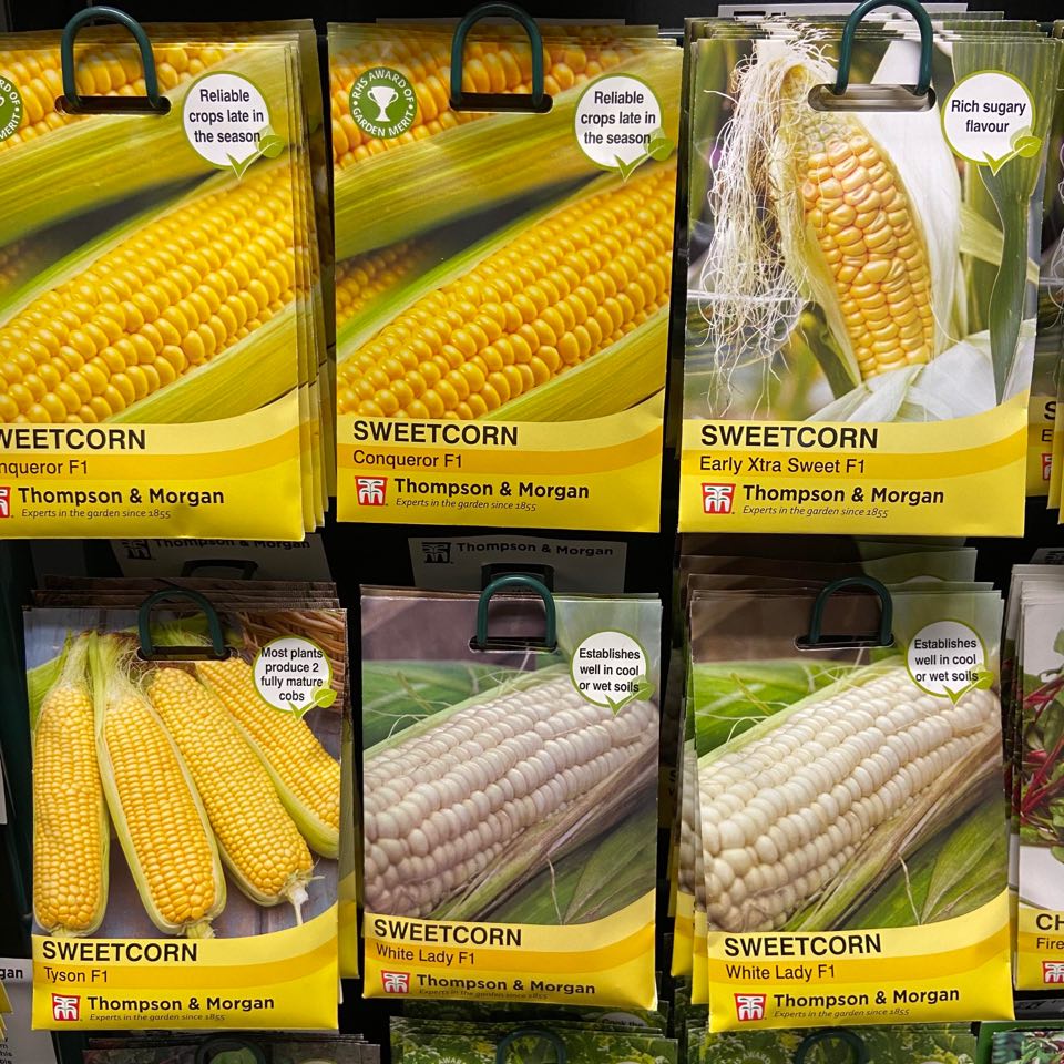 ‘How to’? Grow Sweetcorn from Seed– Perrywood