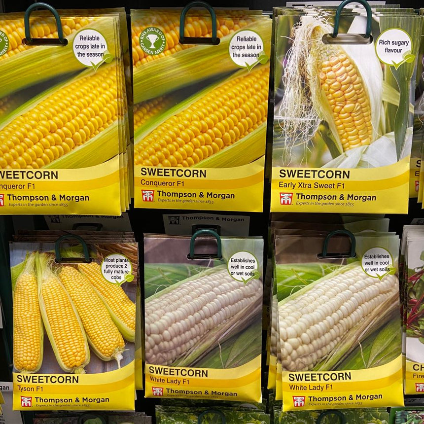 ‘How to’? Grow Sweetcorn from Seed– Perrywood