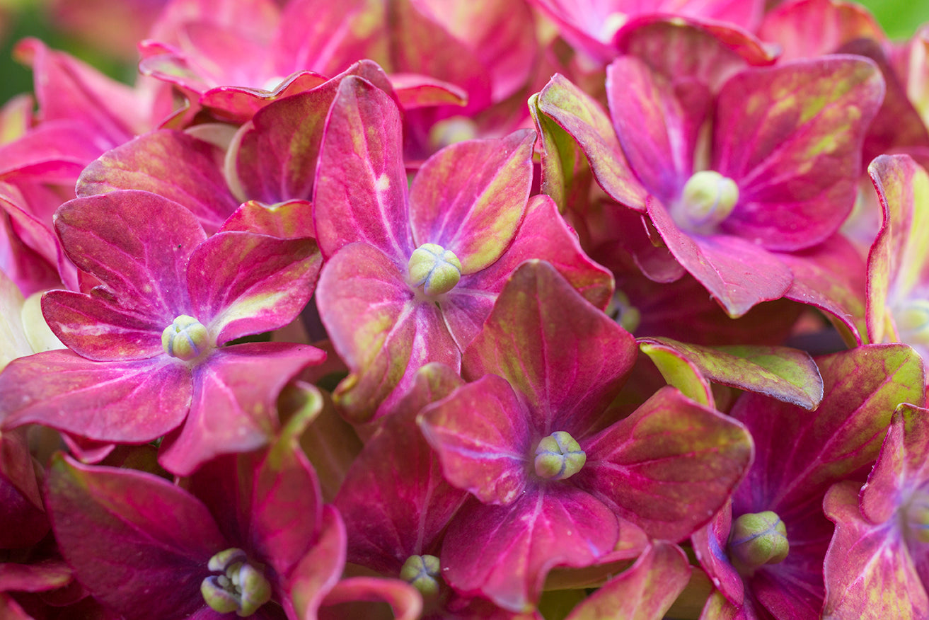 5 Year Hardy Plant Guarantee– Perrywood
